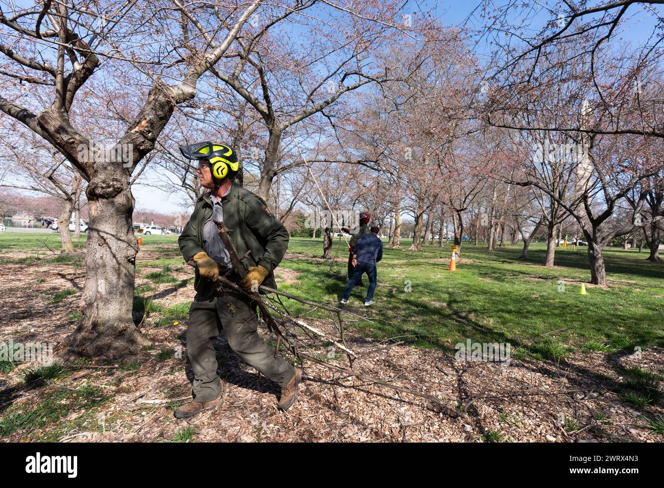 Robert Roush, of the National Park Service, carries dead branches taken ...