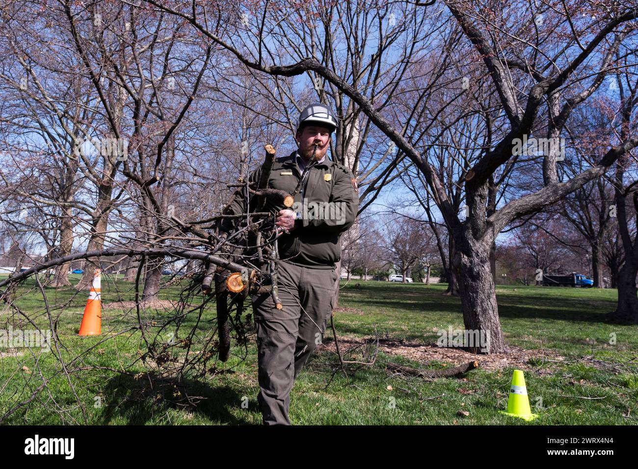 National Park Service tree supervisor Steven White carries dead ...