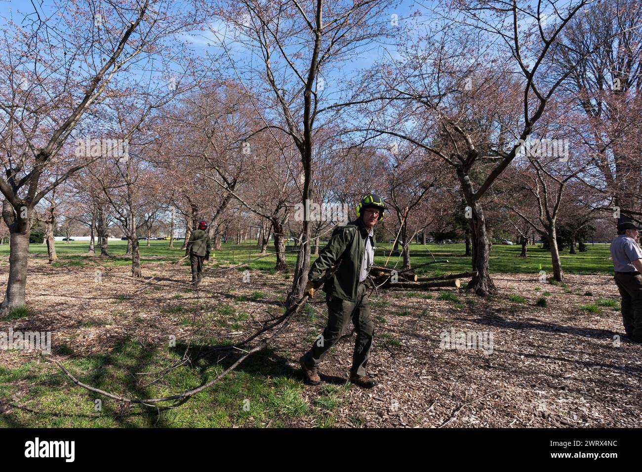 Robert Roush of the National Park Service, carries dead branches taken ...