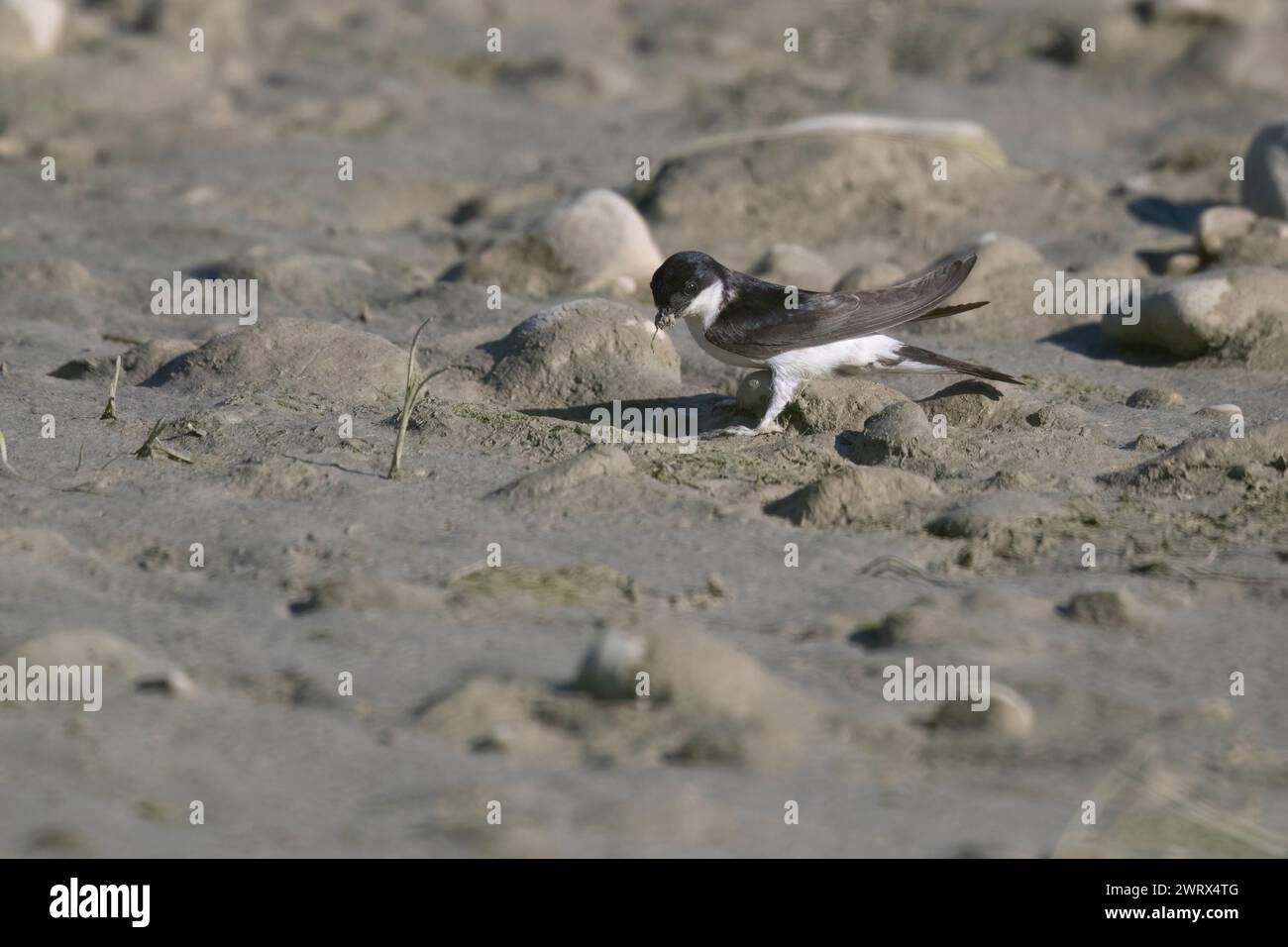 Northern house martin (Delichon urbicum) collecting mud for the nest ...