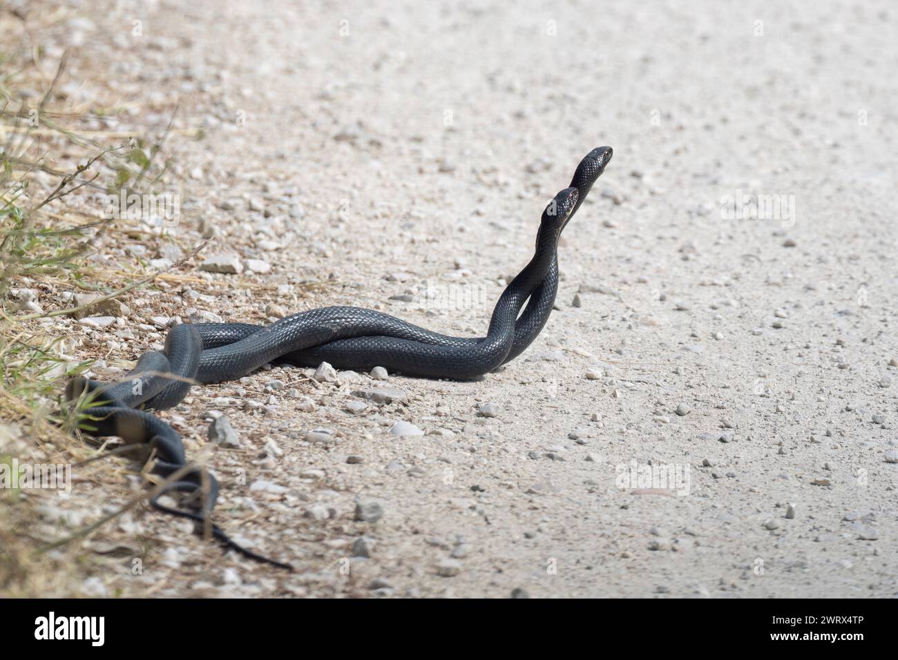 The Green Whip Snake or Western Whip Snake (Hierophis viridiflavus ...