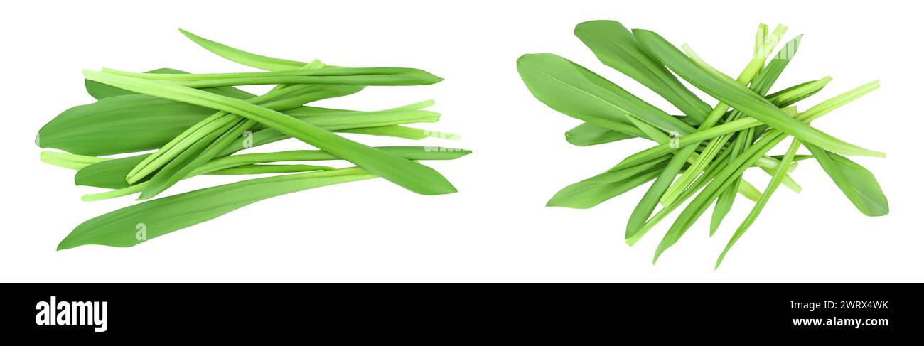 Ramson leaves isolated on white background with full depth of field ...