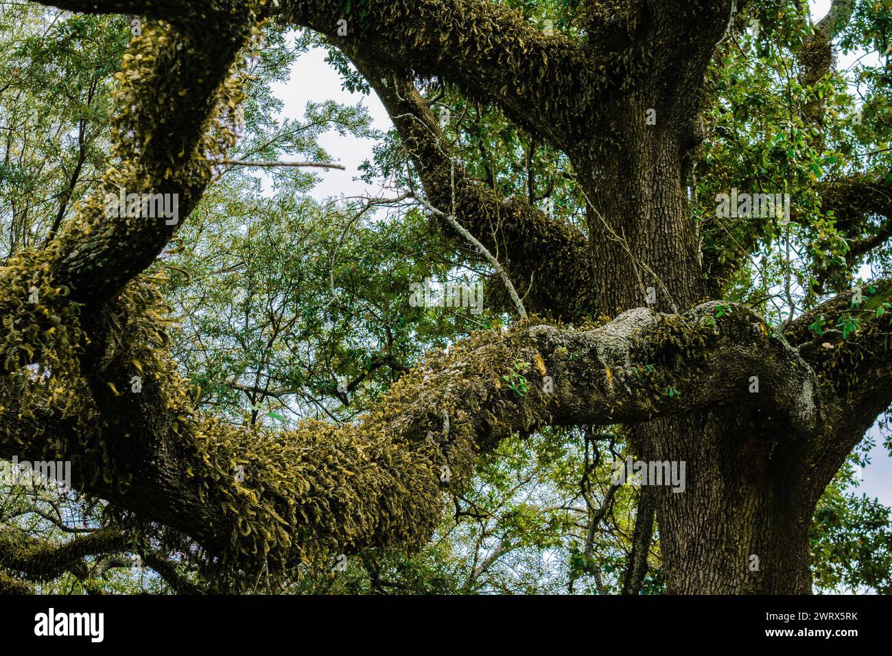 The branches draped with moss and lichen against a clear blue sky Stock ...
