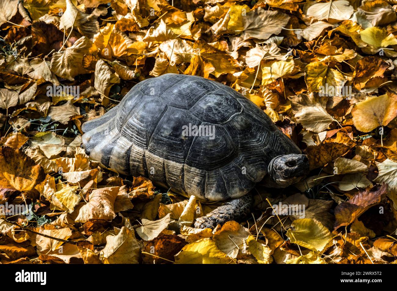 turtle on the autumn leaves Stock Photo - Alamy