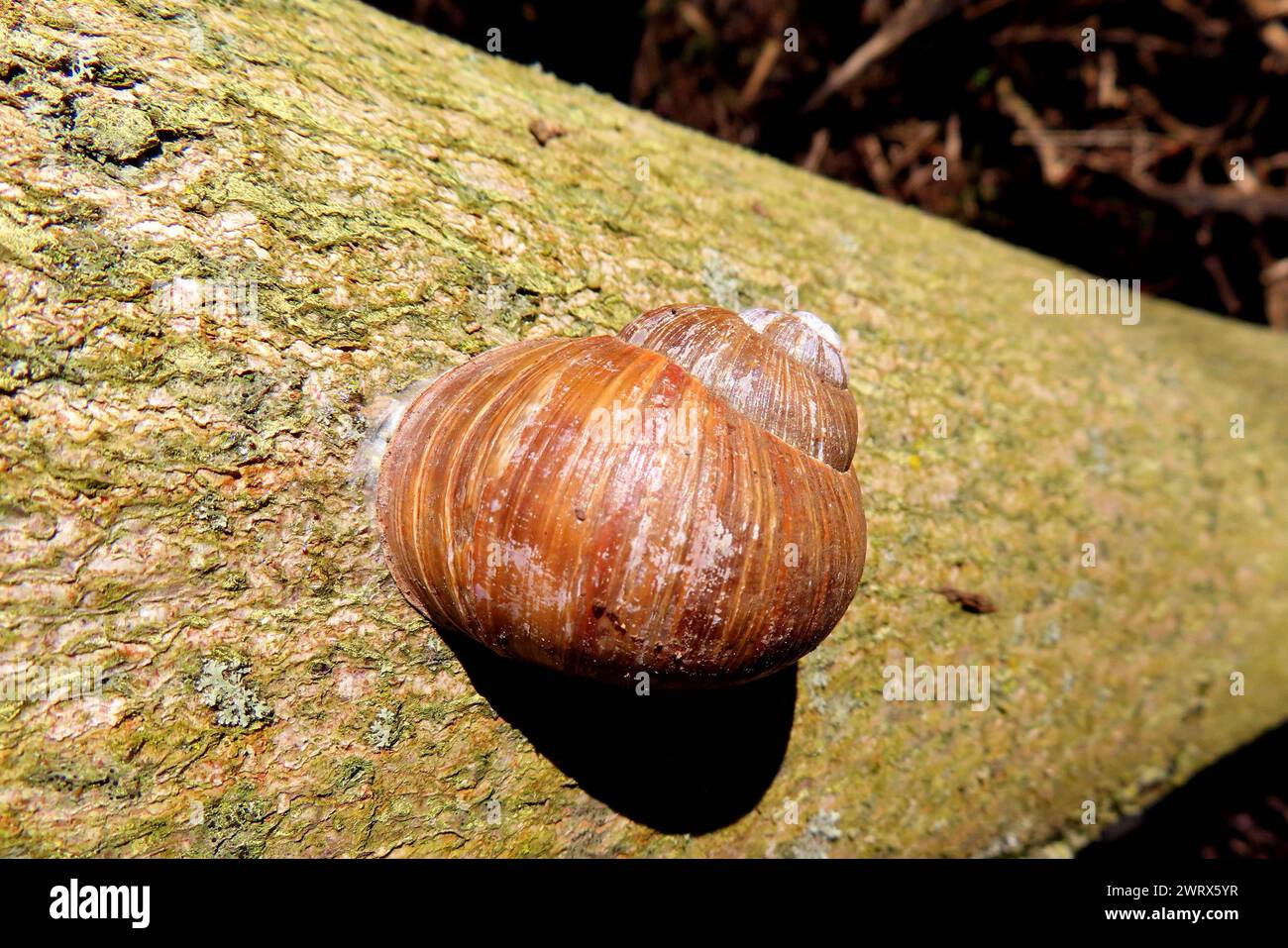 Da hat sich die Weinbergschnecke ein sonniges Plaetzchen ausgesucht ...