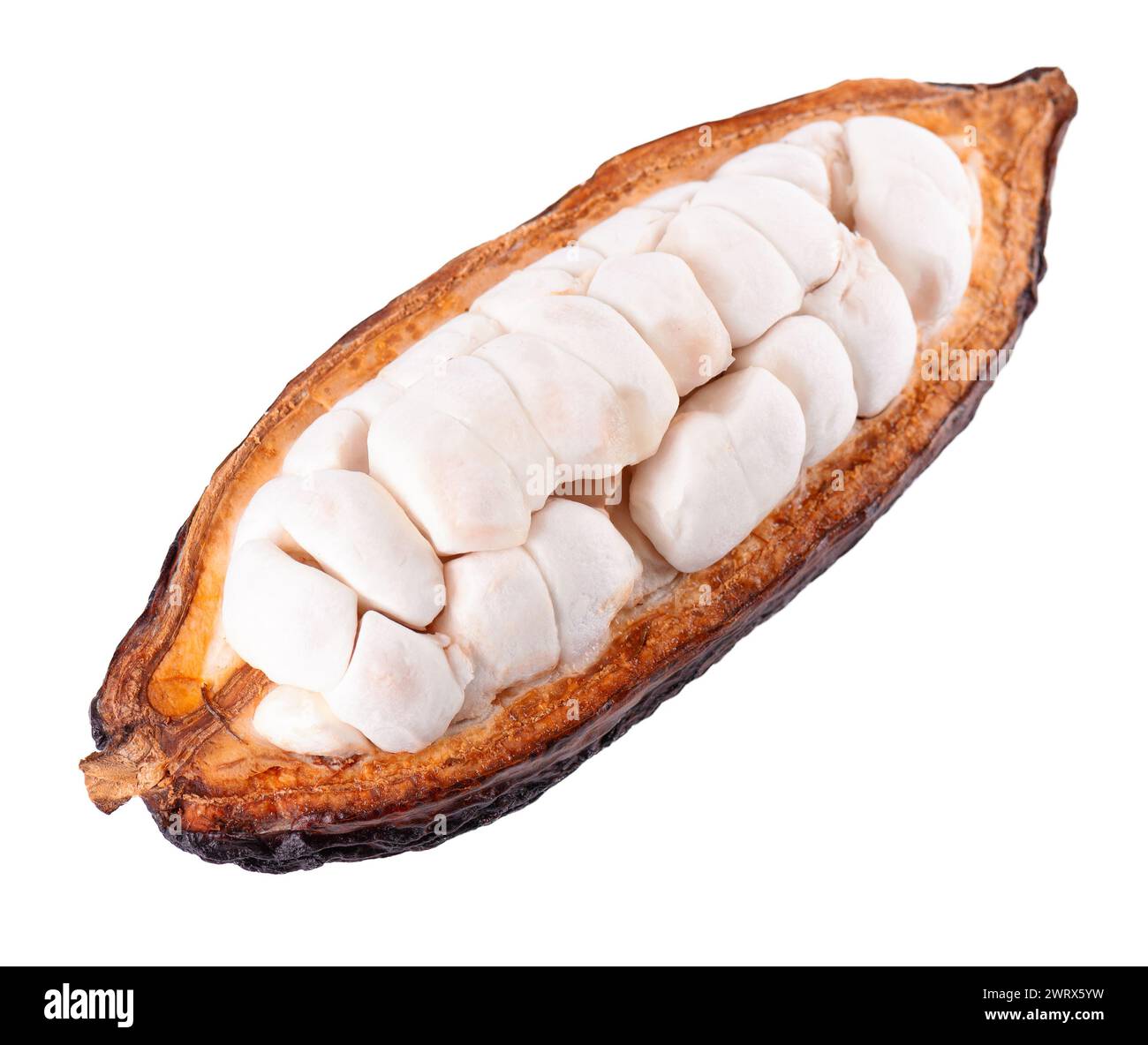 Fresh cocoa fruits isolated on white background. Dark red cocoa pods ...