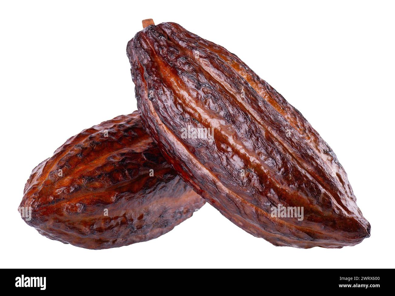Fresh cocoa fruits isolated on white background. Dark red cocoa pods ...