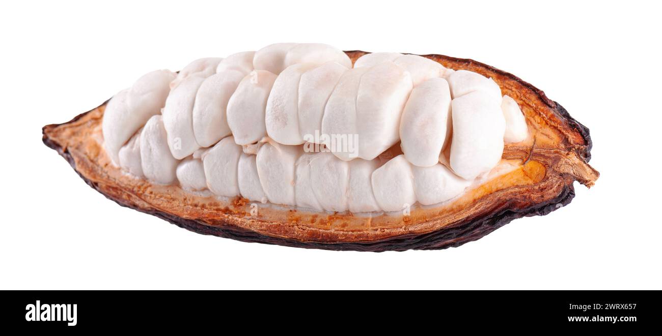 Fresh cocoa fruits isolated on white background. Dark red cocoa pods ...