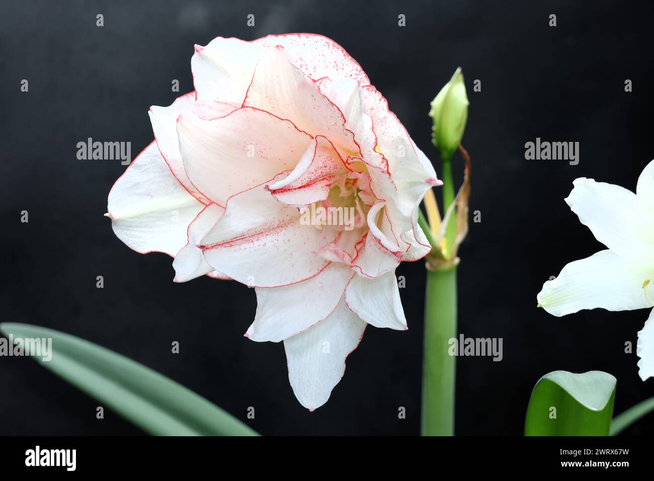 Amaryllis white amadeus hi-res stock photography and images - Alamy