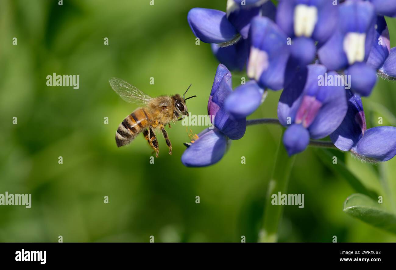 Bee pollinating Texas bluebonnet wildflower in the spring. Bee in ...