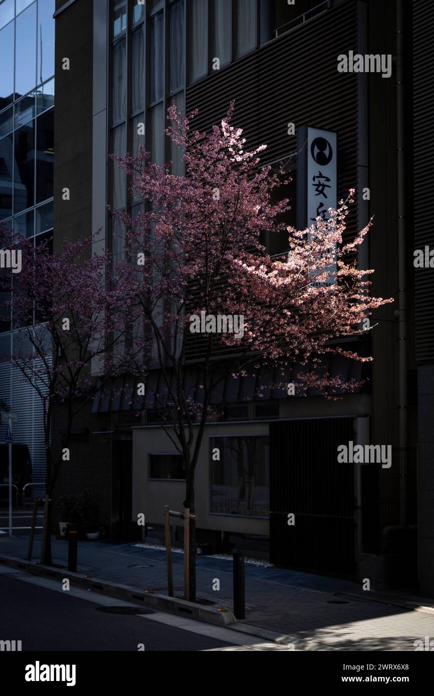 Branches of an early blooming Sakura tree are touched by a ray of ...