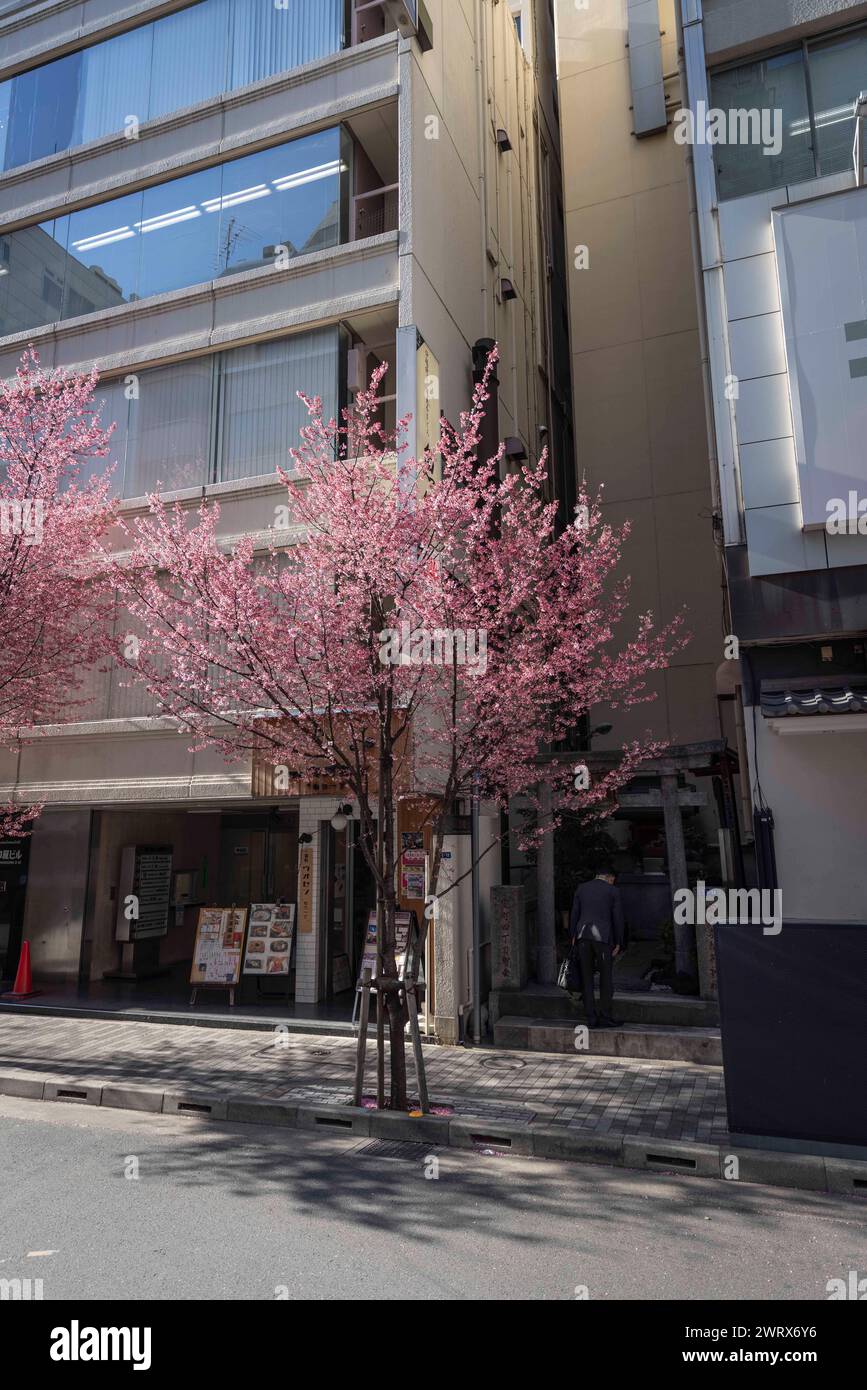 Man prays inside a small Shinto shrine next to an early blooming Sakura ...