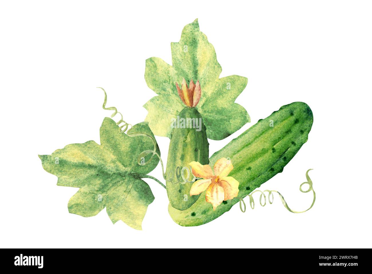 Cucumbers plant with leaves and flowers. Vegetable composition. Hand ...