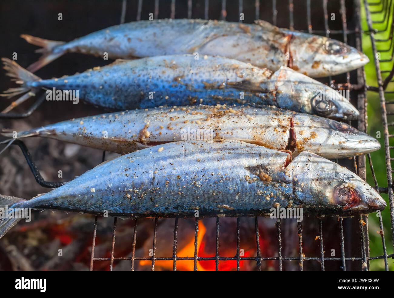 Fried on the grill fish mackerel in nature. Cooking on the grill Stock ...
