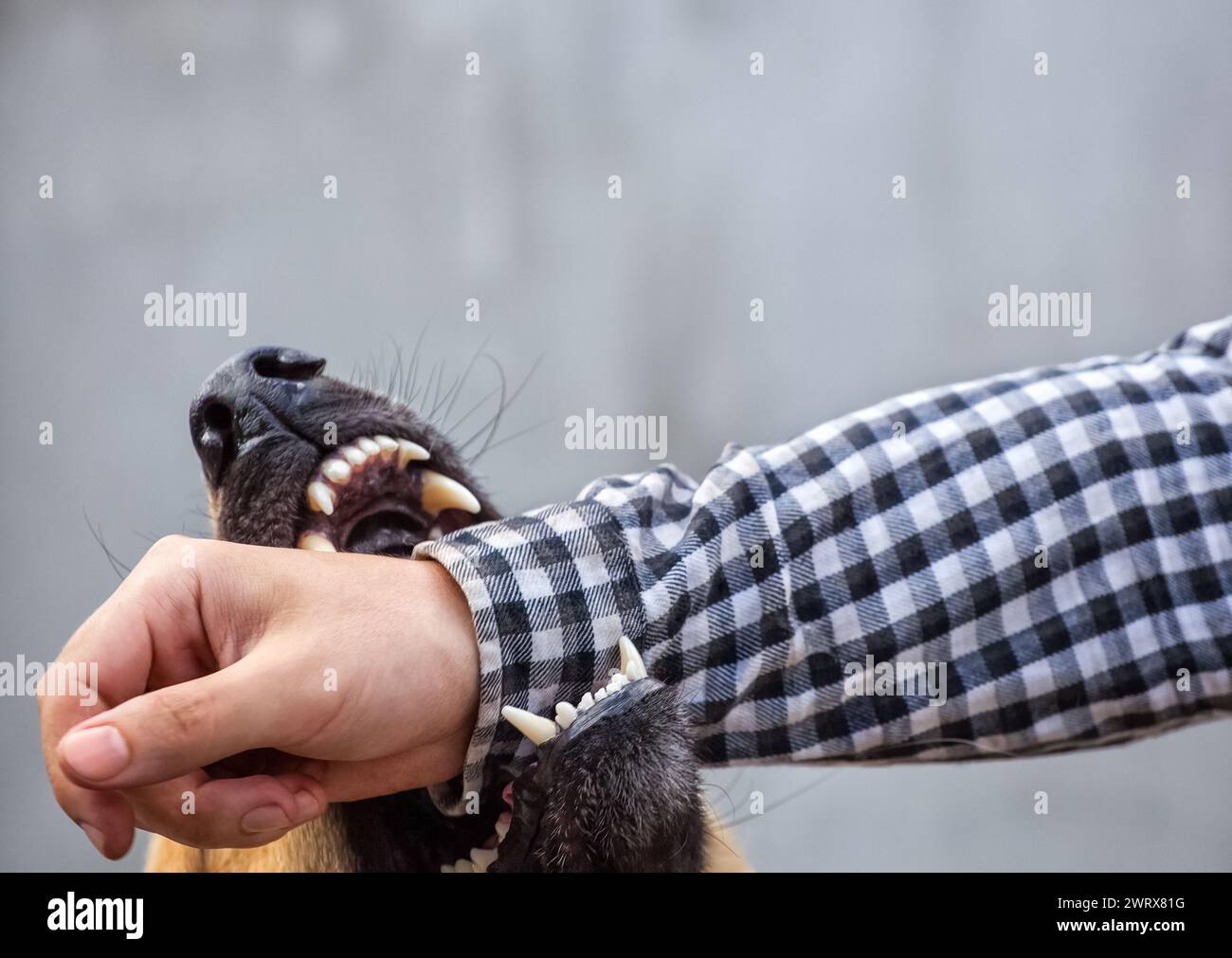 Man bites dog hi-res stock photography and images - Alamy