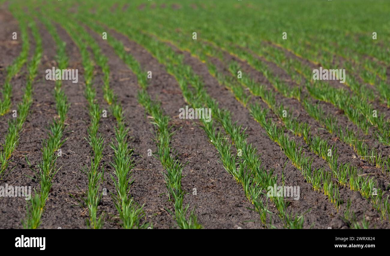 Field with sprouted winter crops in a row, low wheat before hibernation ...