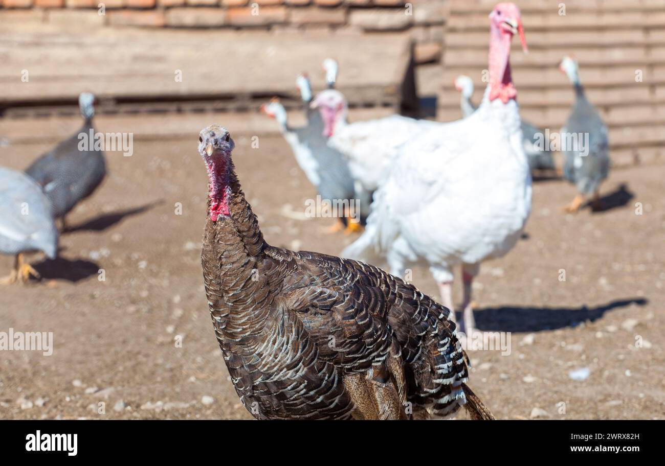 Poultry turkey turkeys pen hi-res stock photography and images - Alamy