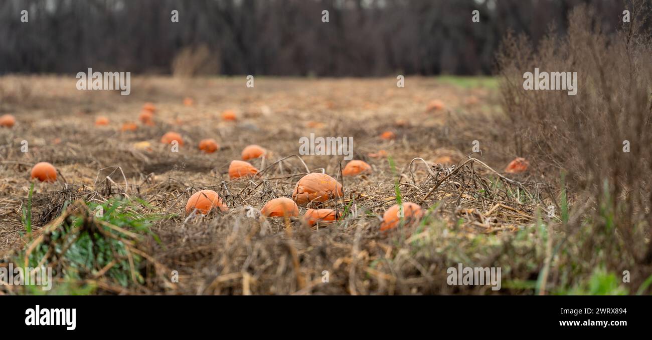 Rotting pumpkins hi-res stock photography and images - Alamy