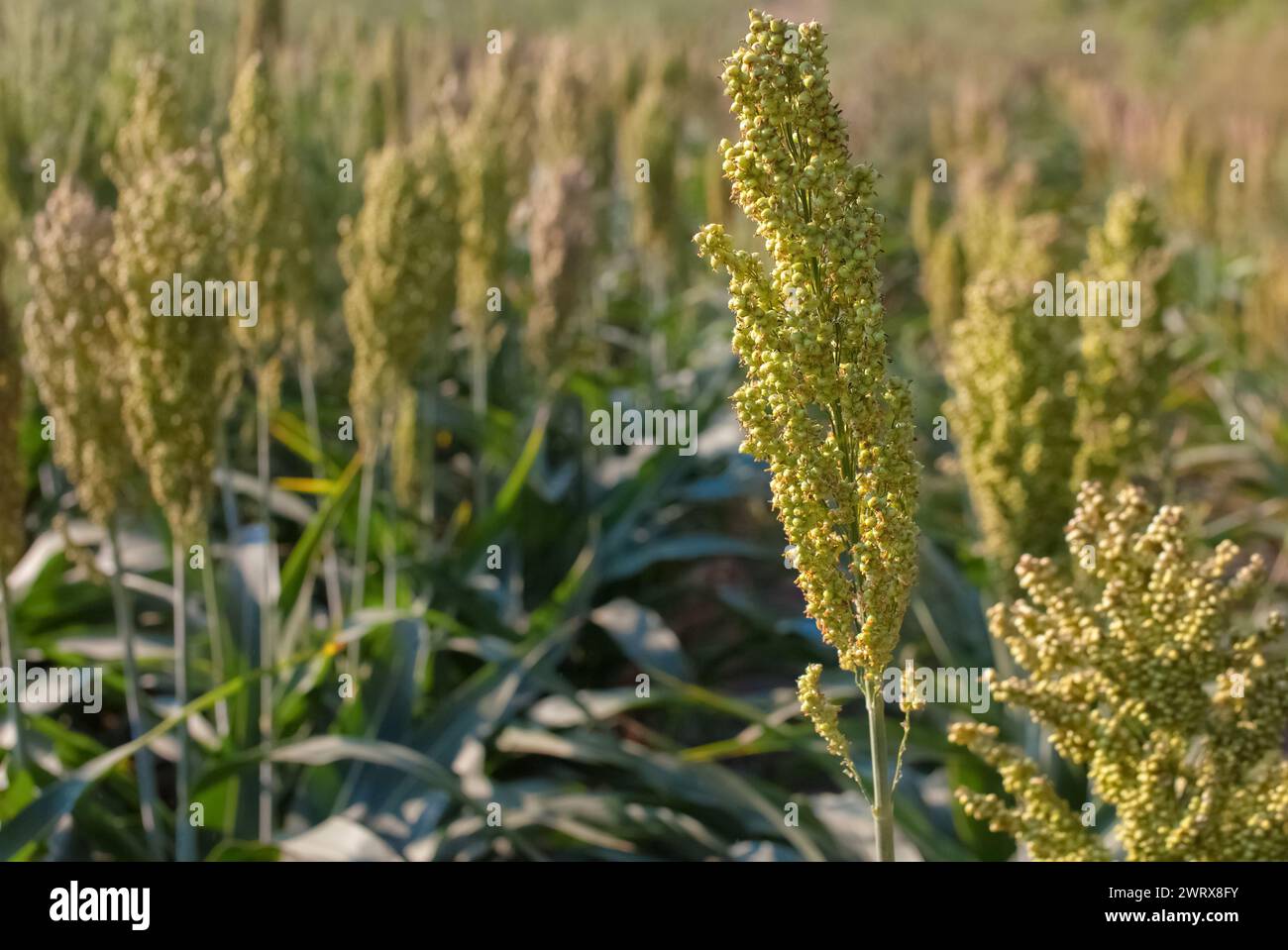 Bushes cereal and forage sorghum plant one kind of mature and grow on ...