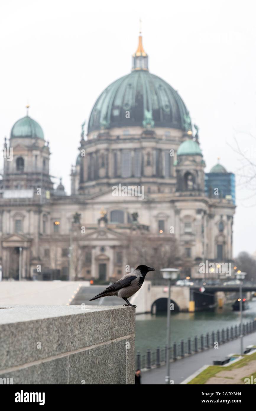 Crow in berlin hi-res stock photography and images - Alamy