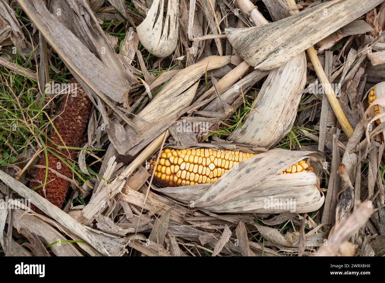 Husk of corn hi-res stock photography and images - Alamy
