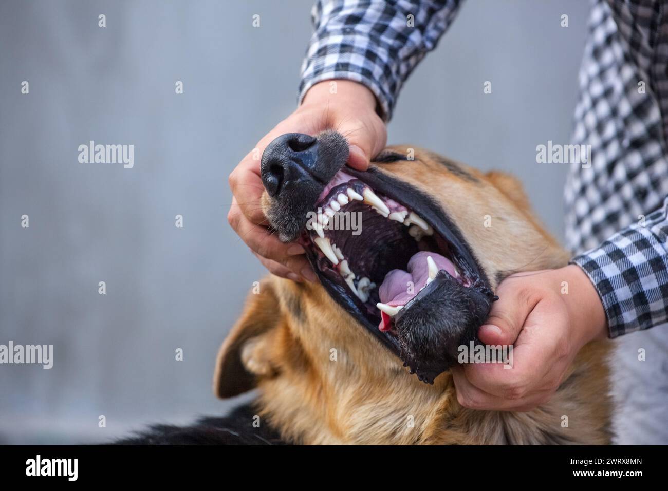 Man bites dog hi-res stock photography and images - Alamy