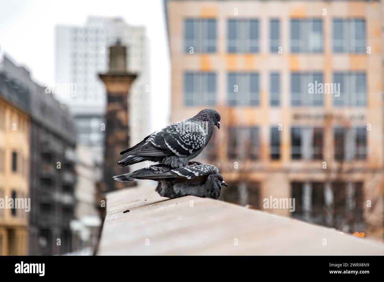 Male and female pigeons mating on a wall in Berlin, Germany Stock Photo ...