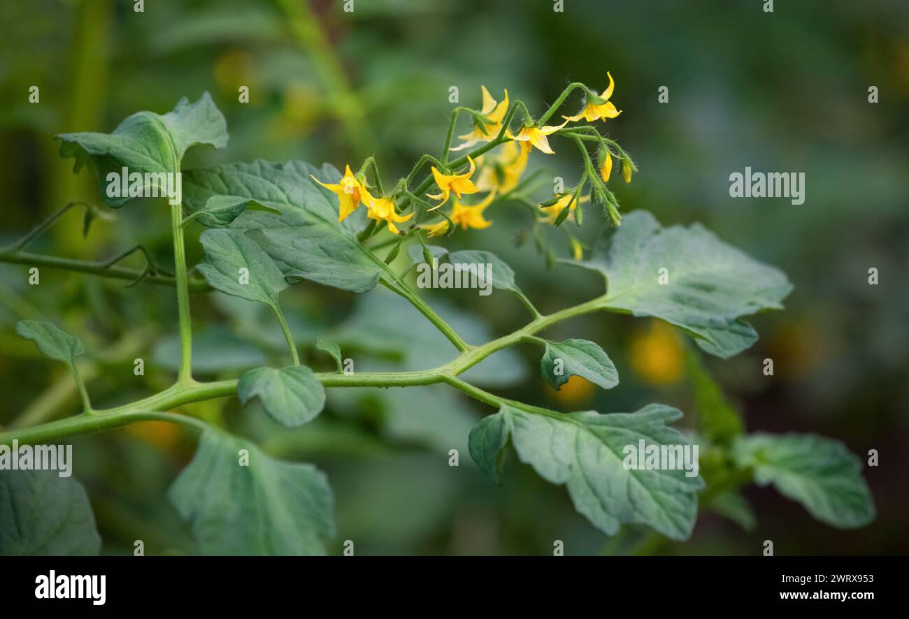 A bush of a flowering tomato close-up in the garden Stock Photo - Alamy