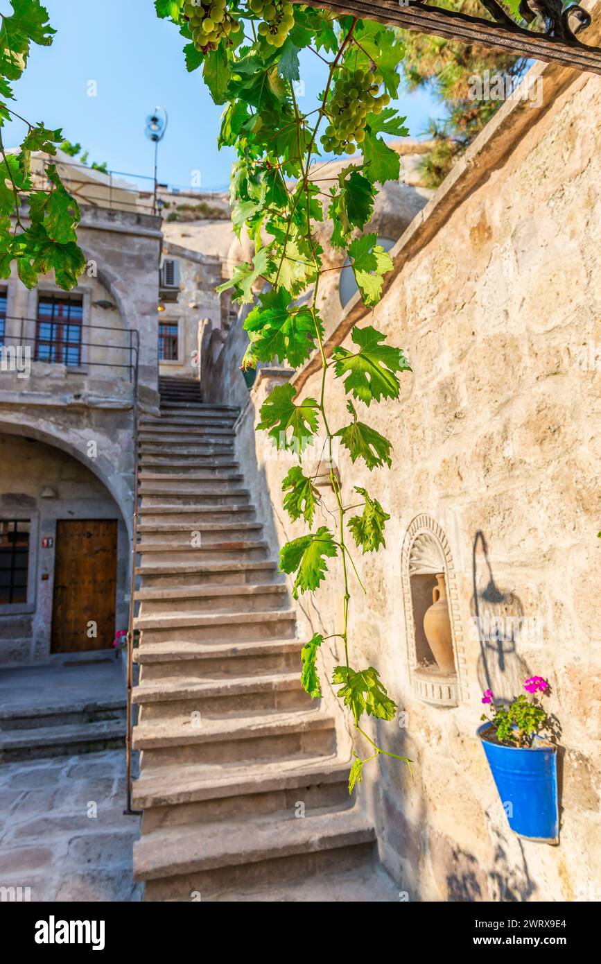 Grape vine in a cave hotel in Cappadocia, Turkey Stock Photo - Alamy