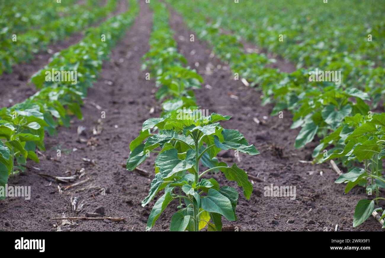 Large field of young green, not blooming sunflower growing in a farm ...