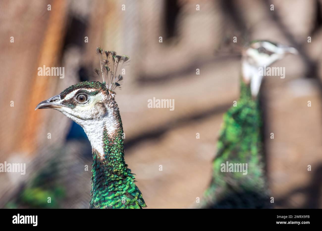 Birds peacocks hi-res stock photography and images - Alamy