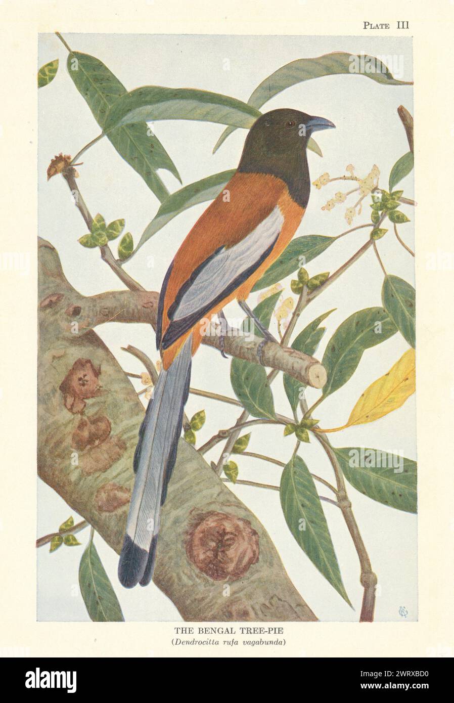 Bengal Tree-Pie (Dendrocitta rufa vagabunda). Indian Birds 1936 old ...