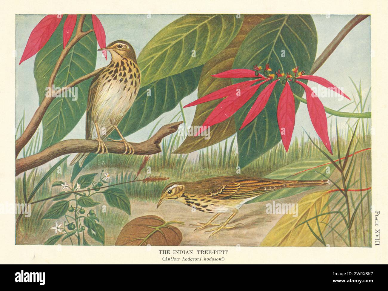 Indian pipit hi-res stock photography and images - Alamy