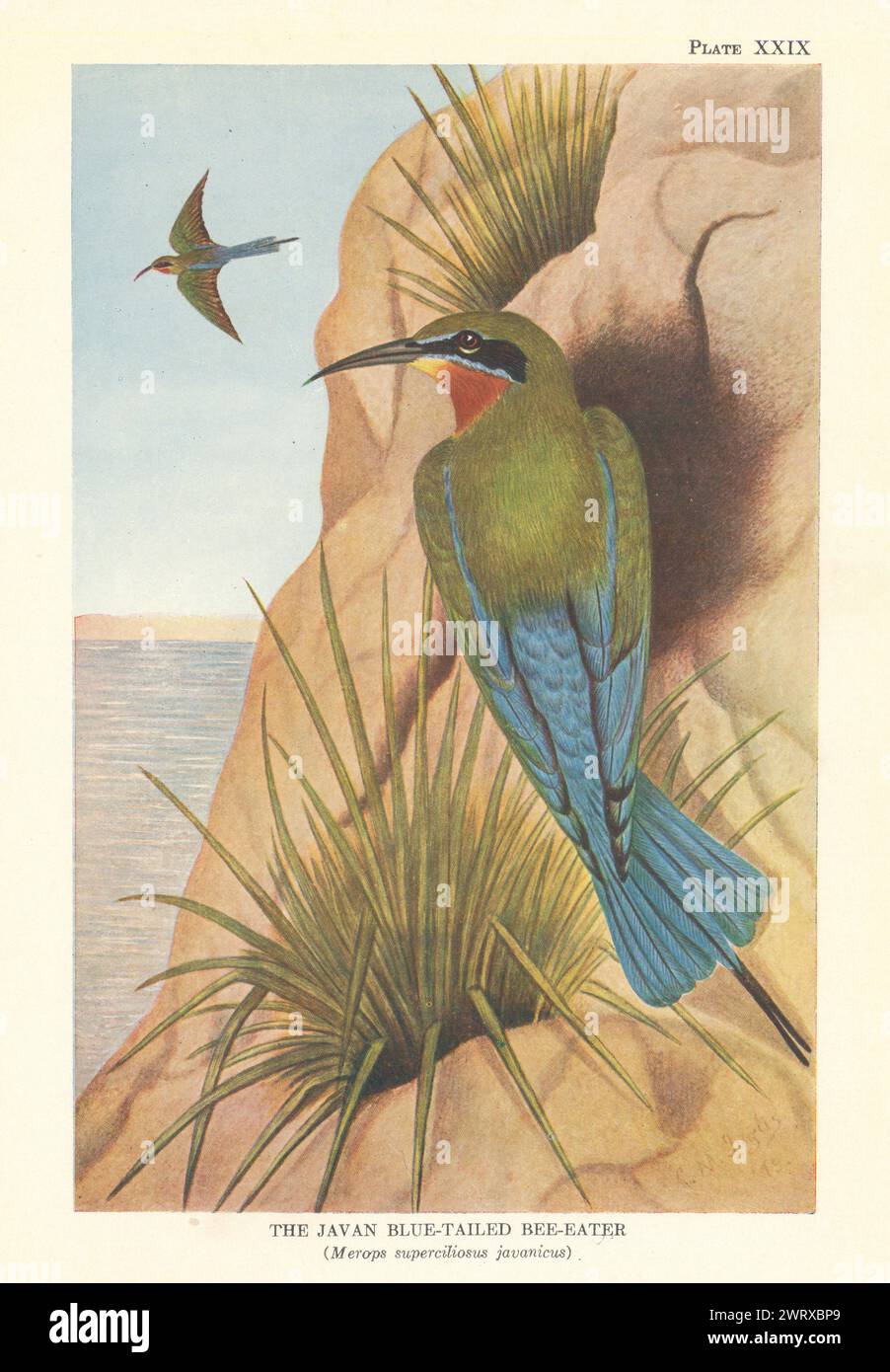 Javan blue-tailed bee-eater (Merops superciliosus javanicus). Indian ...