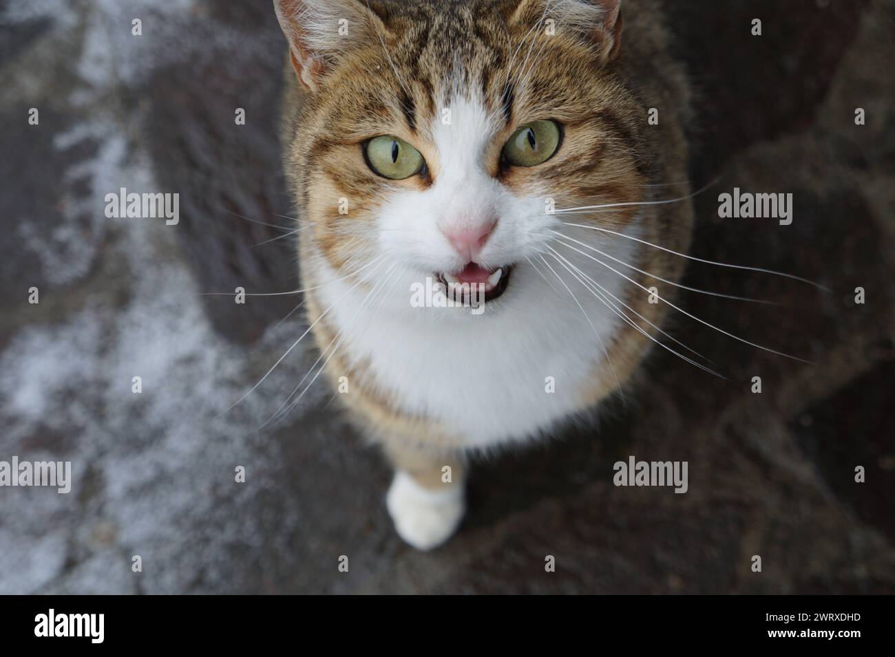 Cat smiling and meowing to you Stock Photo - Alamy