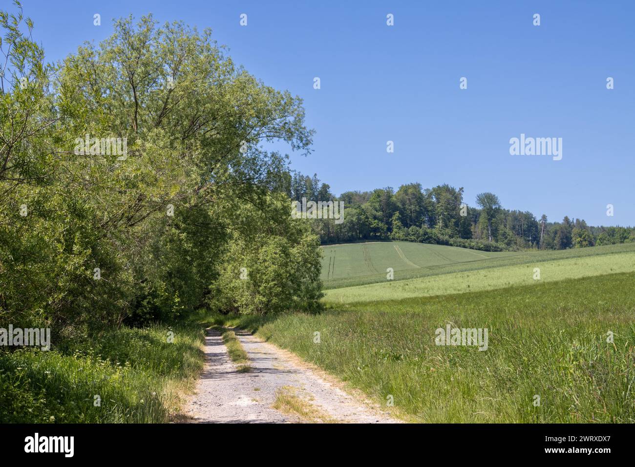 Road between green fields and small forests. Bright blue summer sky ...