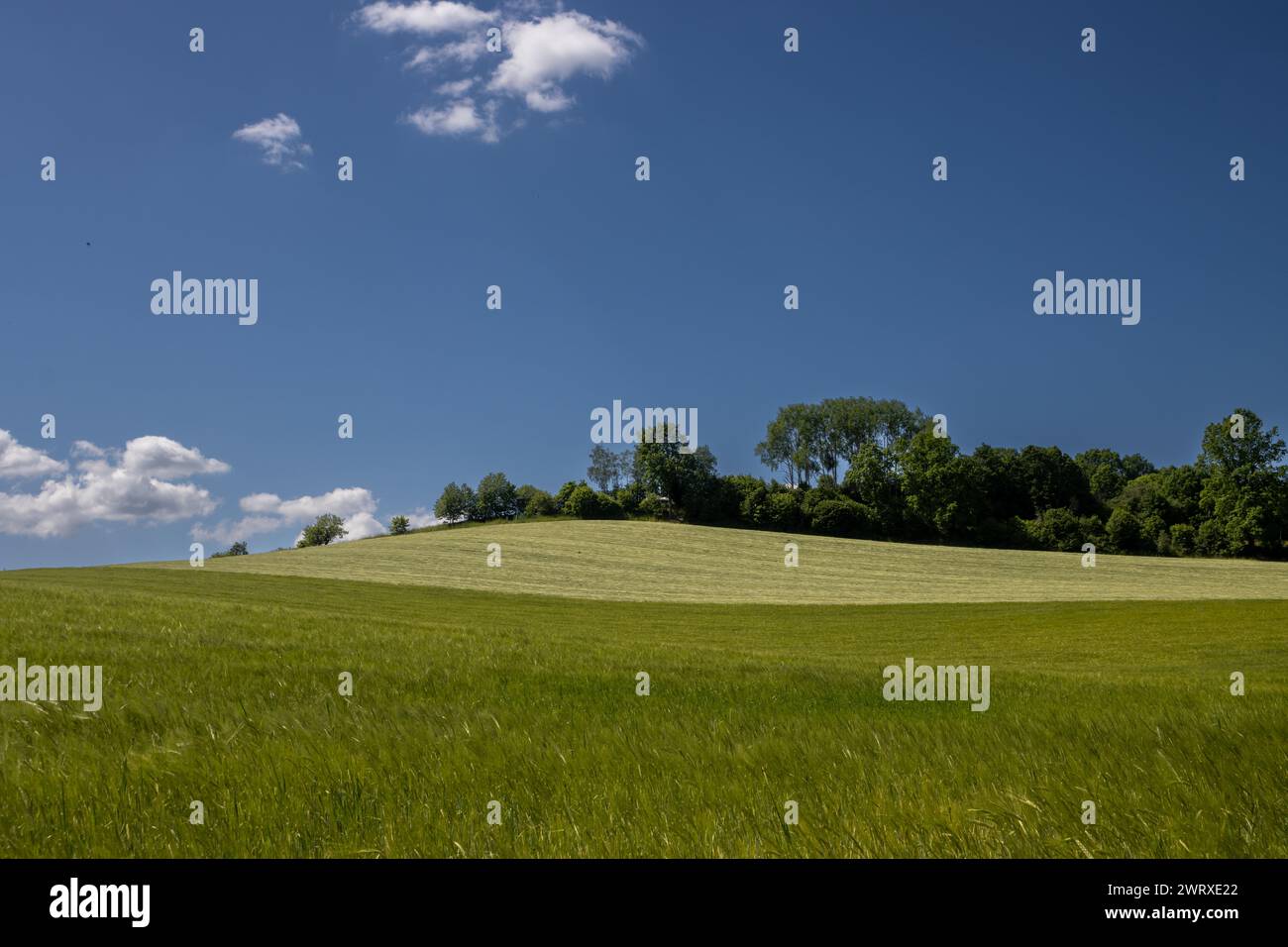Fresh green meadow in a late spring. Trees in the background. Bright ...