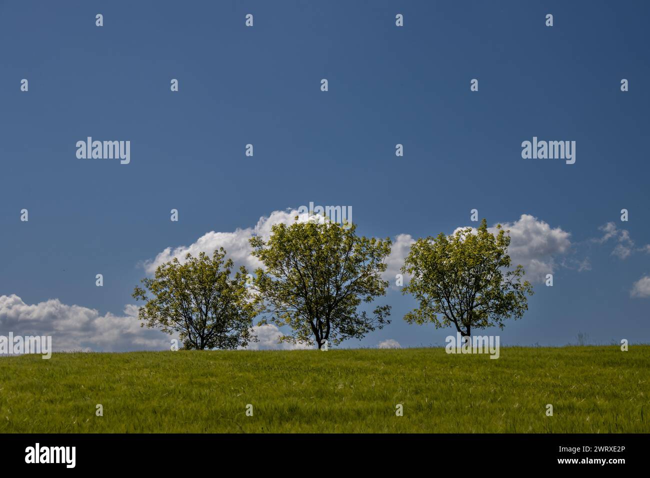Bright and fresh green color of the plant on the field. Three trees on ...