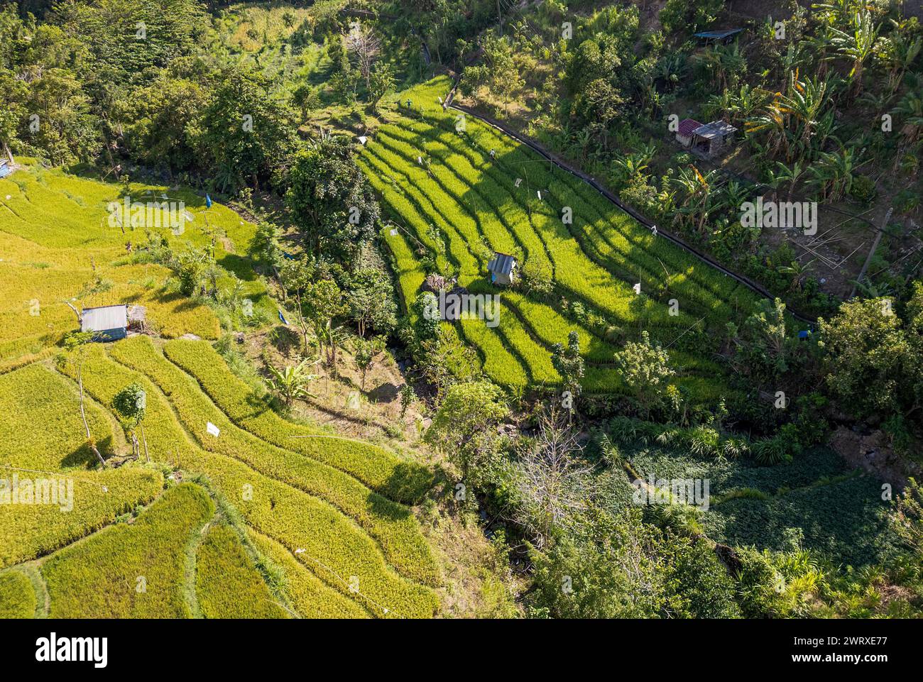 Rice fields taken from above in Bali in summer, drone photo Stock Photo ...