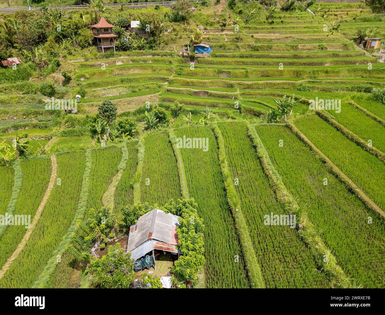 Rice fields taken from above in Bali in summer, drone photo Stock Photo ...