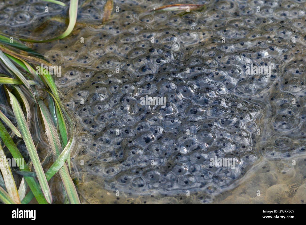 Pond full frog spawn of European common frog Rana temporaria. Springtime. Mating season Stock ...