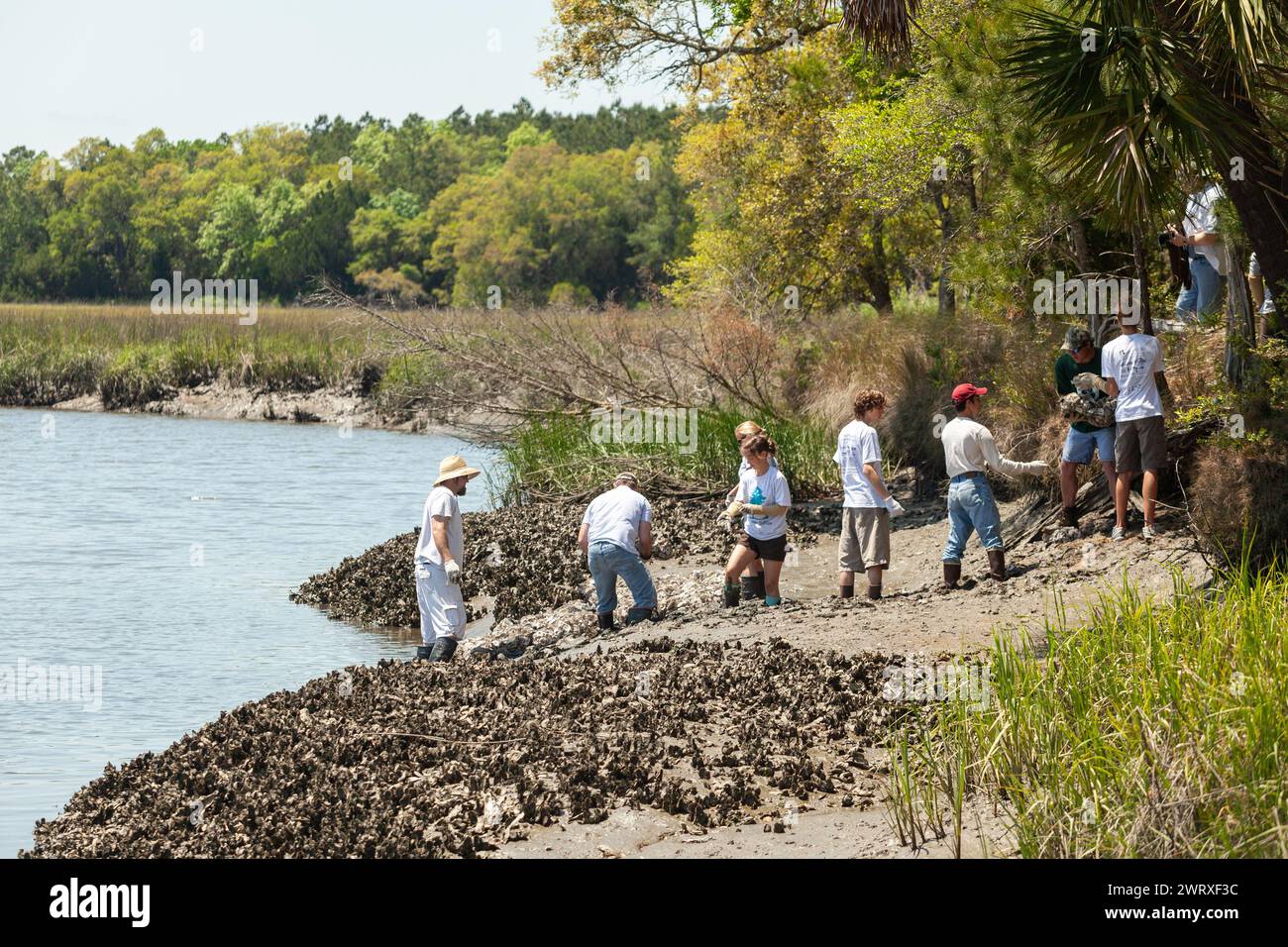 Volunteers use a bucket brigade to move bags of recycled oyster shells ...