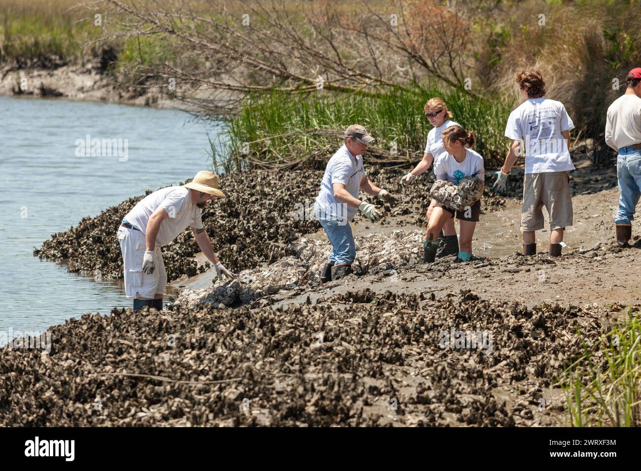Volunteers use a bucket brigade to move bags of recycled oyster shells ...