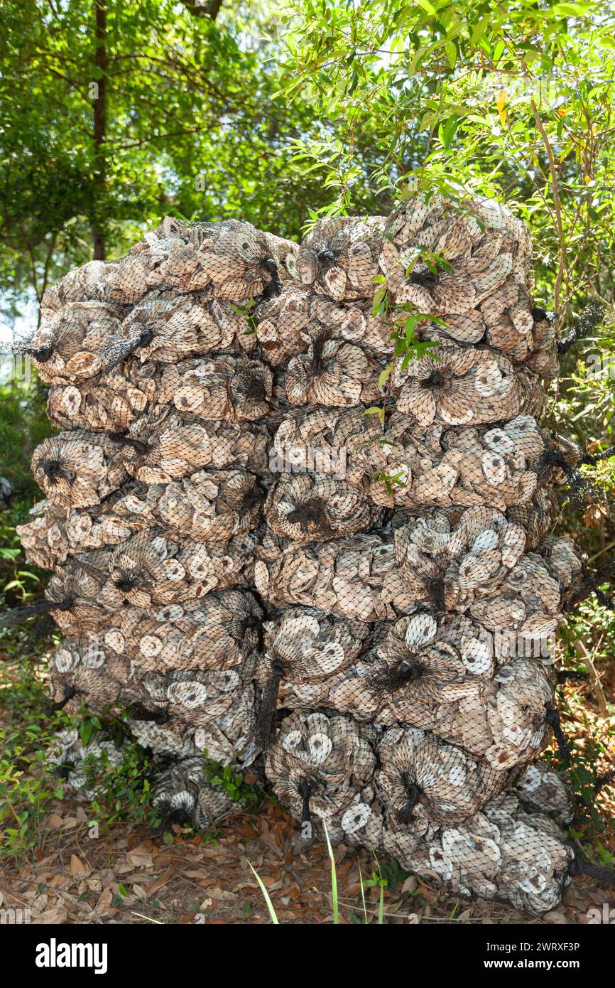 Bagged recycled oyster shells wait to be positioned as an oyster reef ...