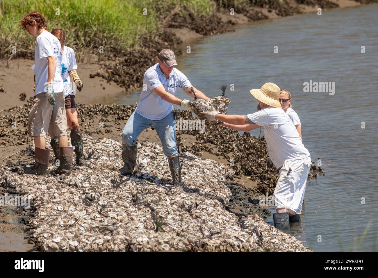 Volunteers use a bucket brigade to move bags of recycled oyster shells ...