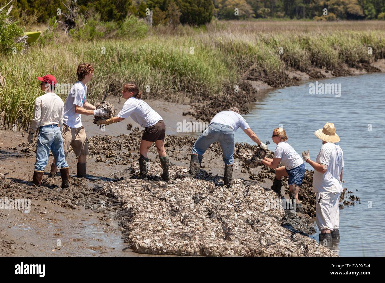 Volunteers use a bucket brigade to move bags of recycled oyster shells ...
