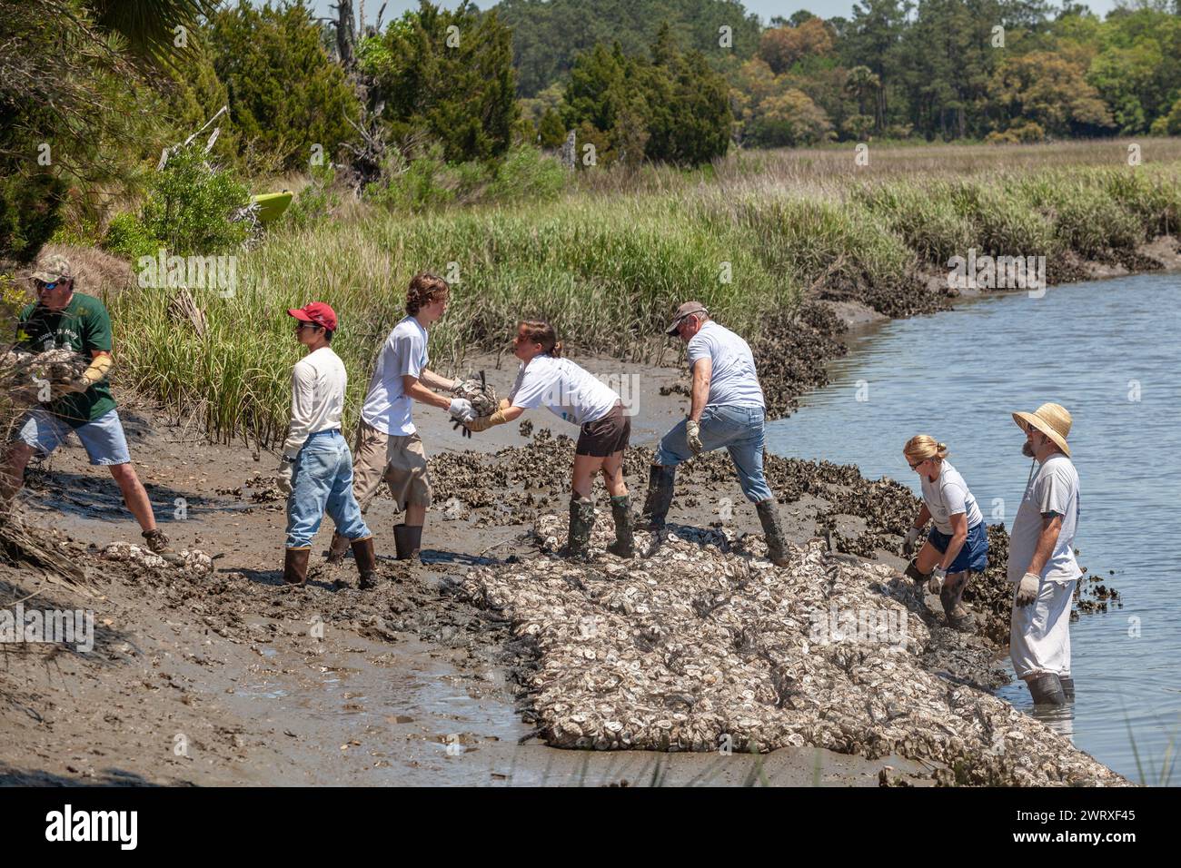 Volunteers use a bucket brigade to move bags of recycled oyster shells ...