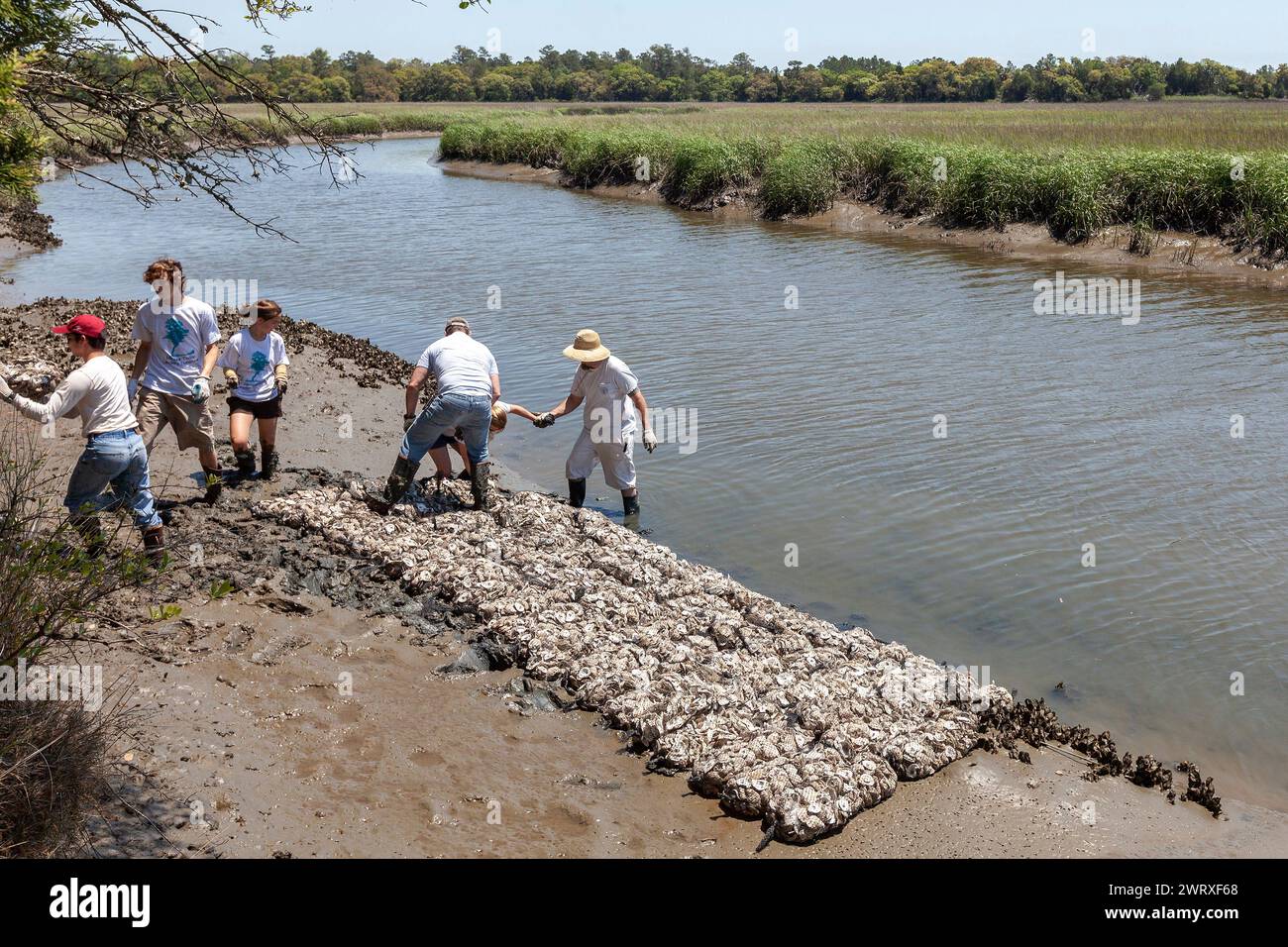 Volunteers use a bucket brigade to move bags of recycled oyster shells ...
