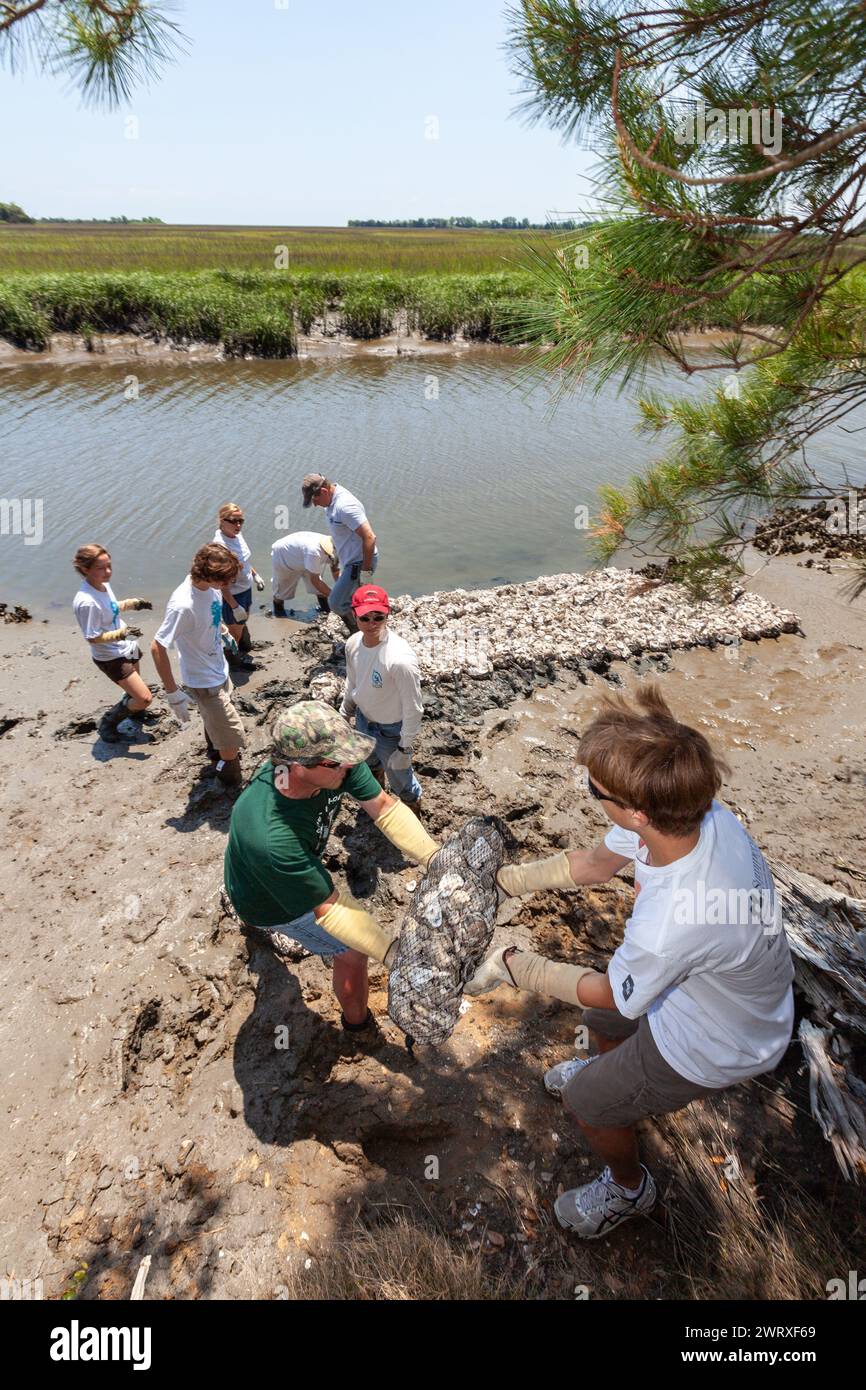 Volunteers use a bucket brigade to move bags of recycled oyster shells ...
