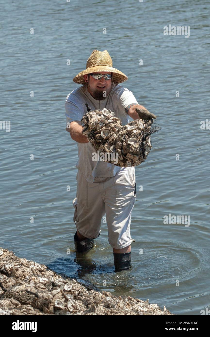 Oyster reef restoration hi-res stock photography and images - Alamy